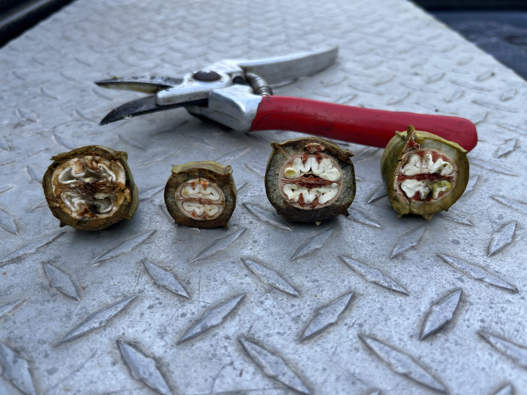 Functionality & Vitality of Pecan Tree Organs: The Fruit - Pecan South ...