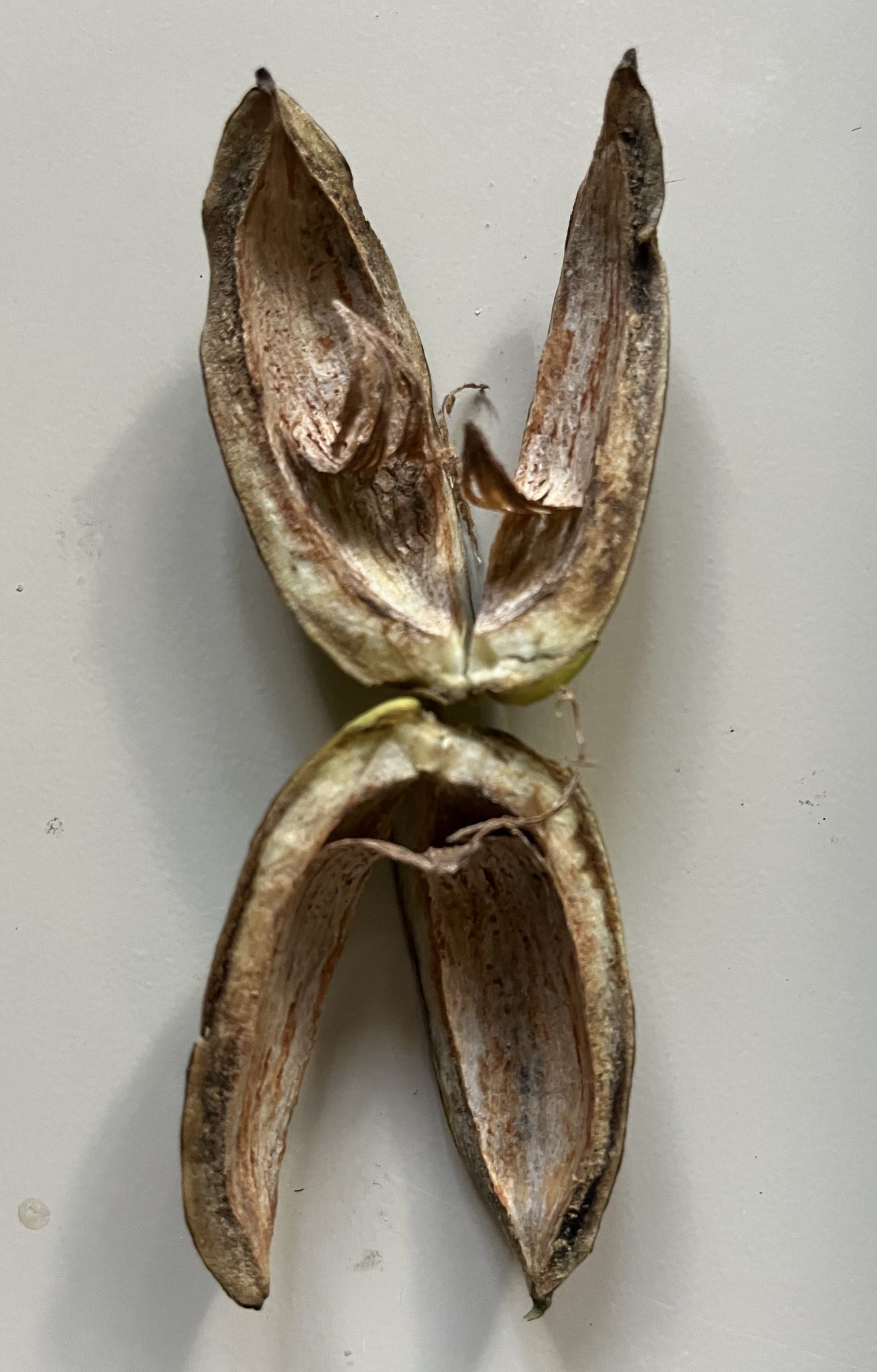 Functionality & Vitality of Pecan Tree Organs: The Fruit - Pecan South ...