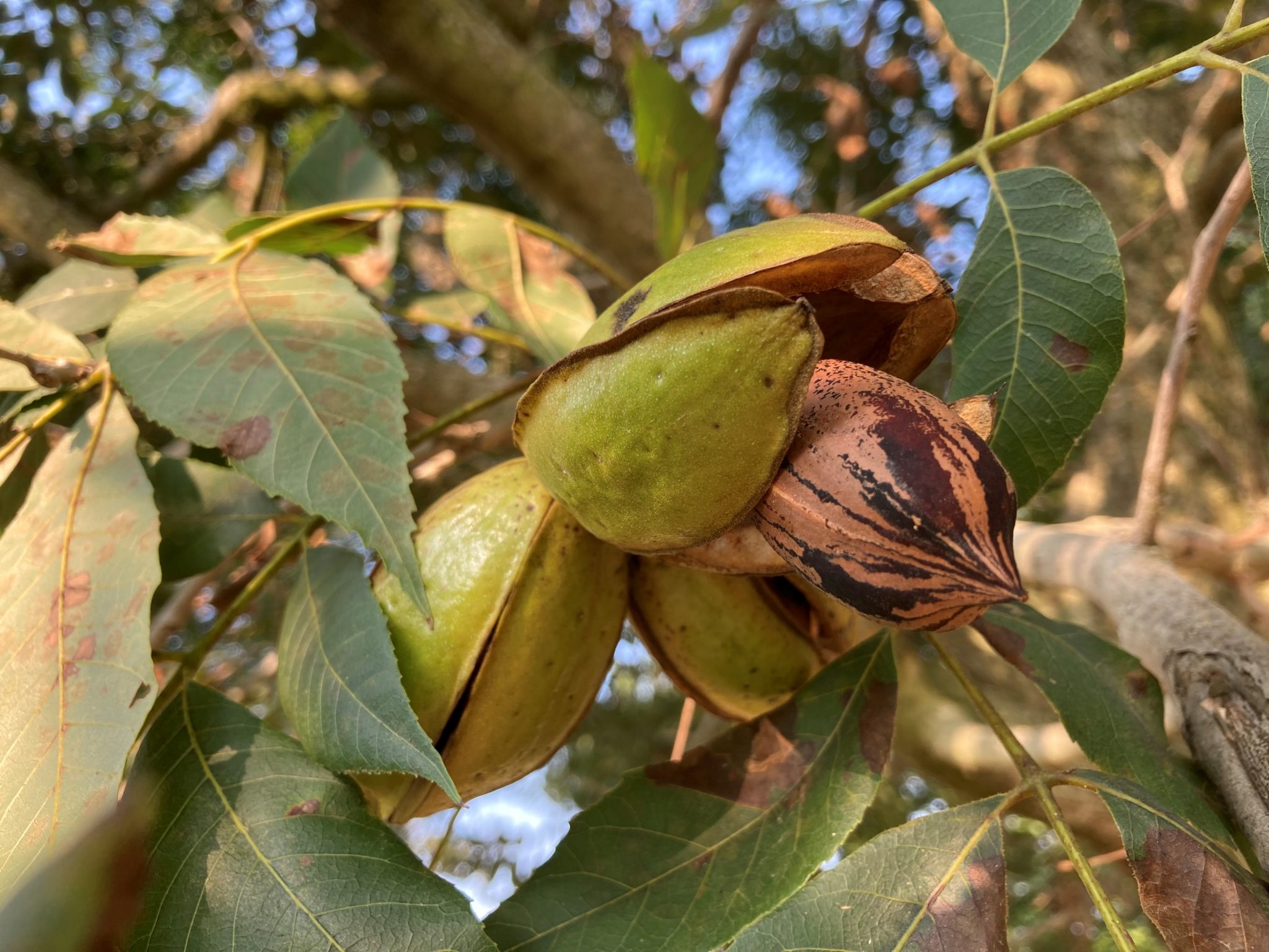 Functionality & Vitality of Pecan Tree Organs: The Fruit - Pecan South ...