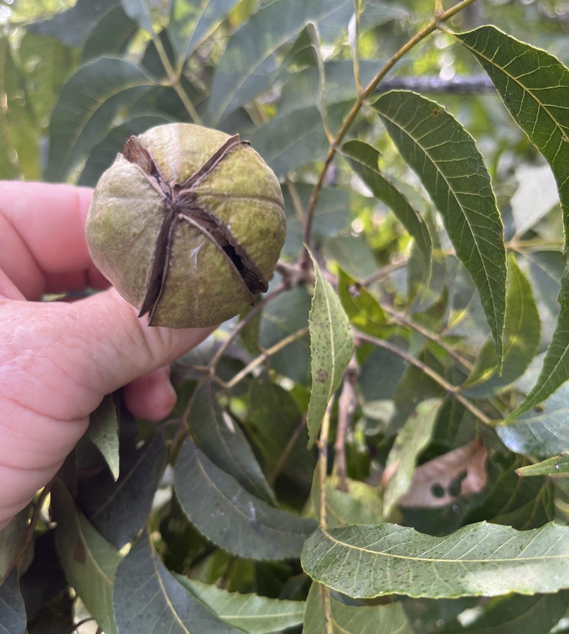 Functionality & Vitality of Pecan Tree Organs: The Fruit - Pecan South ...
