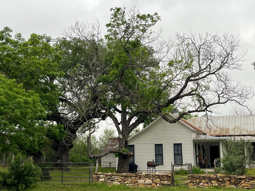 Growers Observe Dieback in Trees Affected by Drought - Pecan South ...