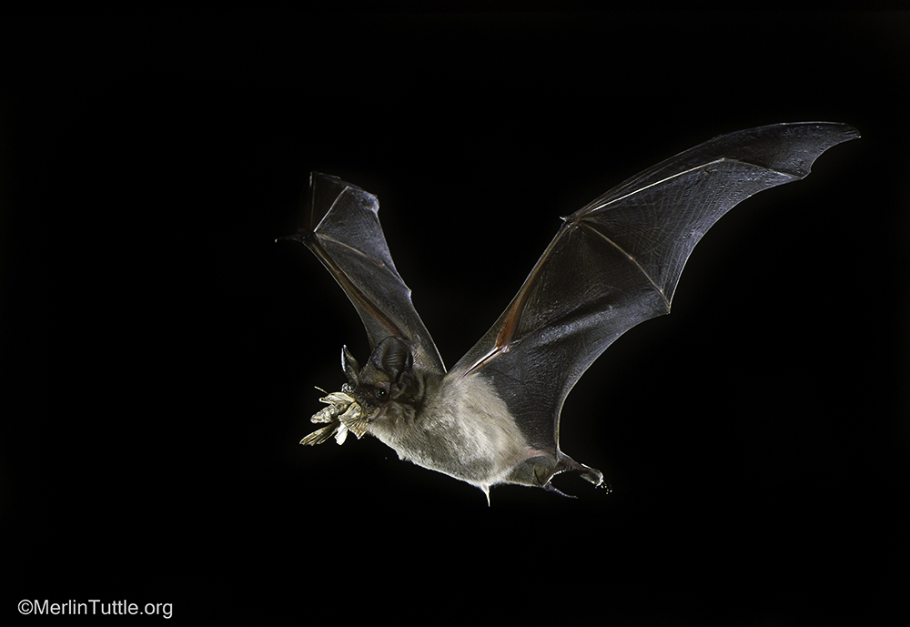 Noble Research Institute Joins Forces with Merlin Tuttle’s Bat ...