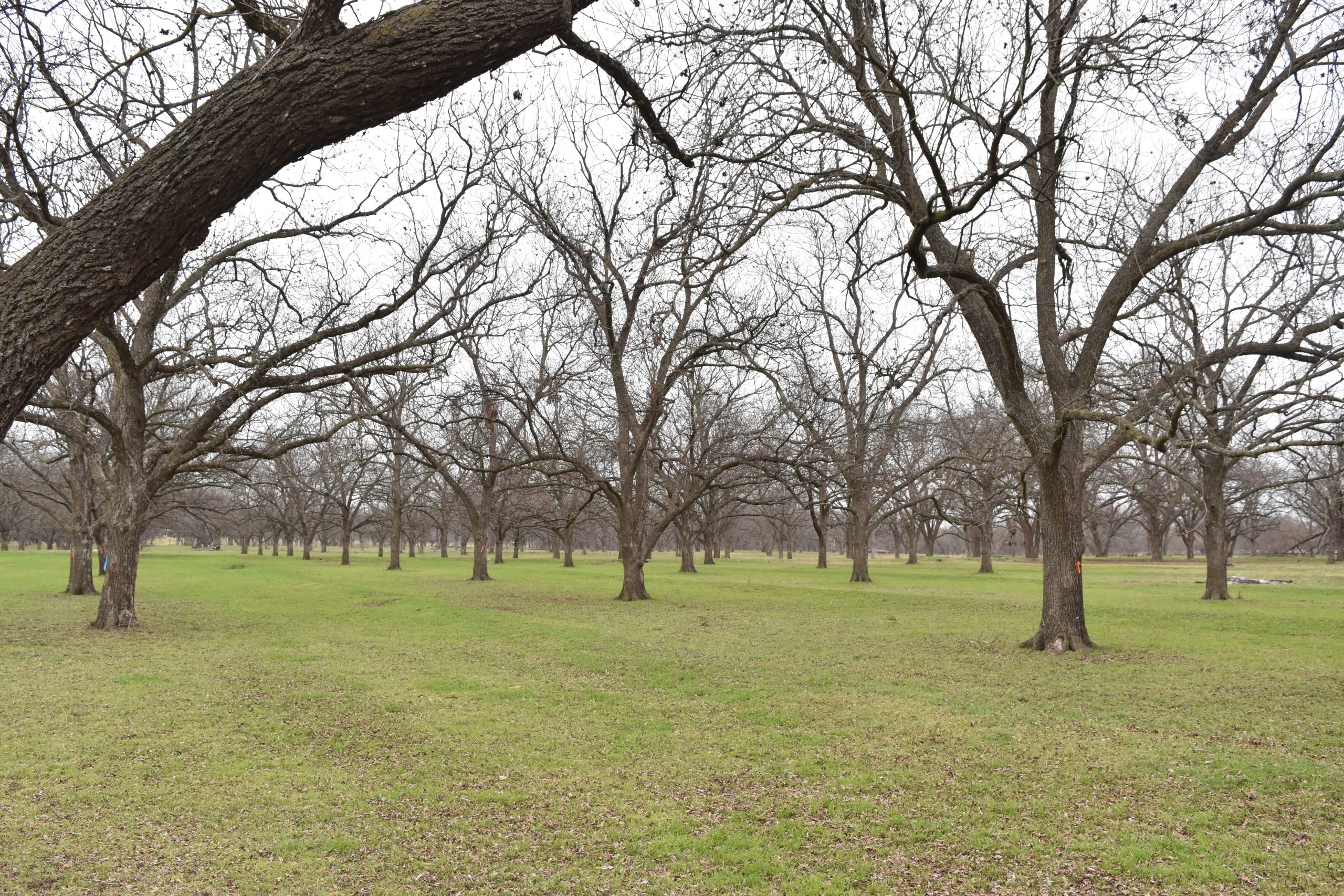 Water Woes and Pecans: Resilience in the Face of Ongoing Drought ...