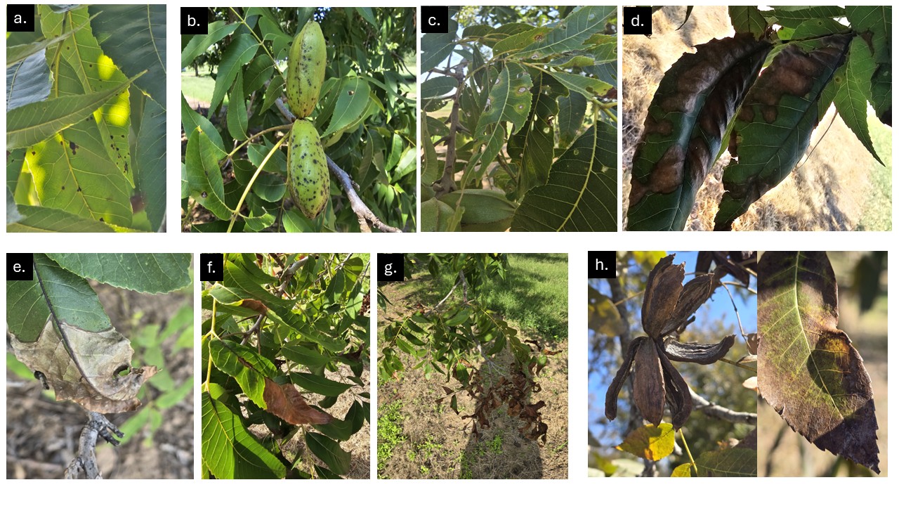 A statewide program to survey and characterize pecan diseases in ...