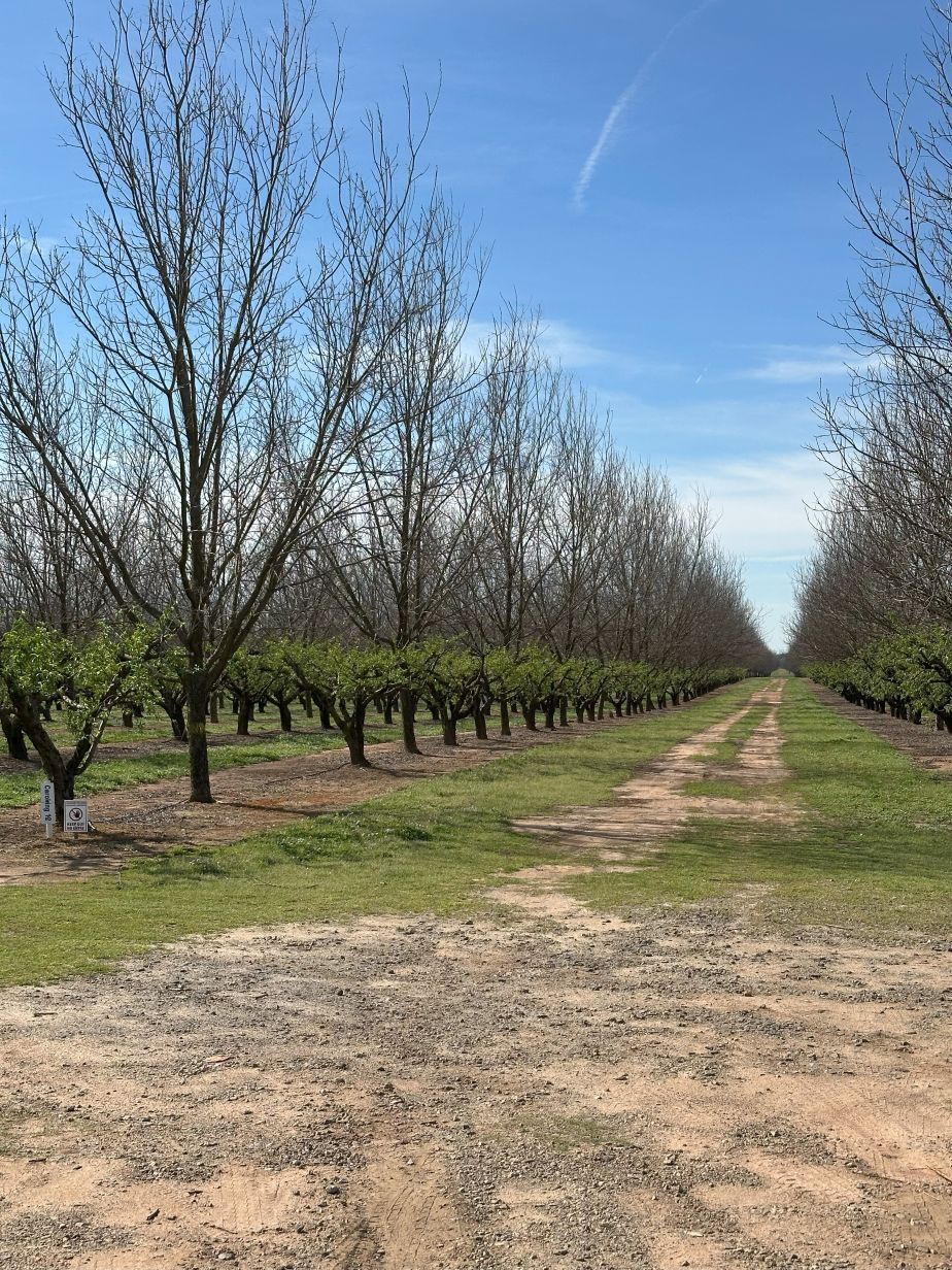 Pecans & People Around the Industry - Pecan South MagazinePecan South ...