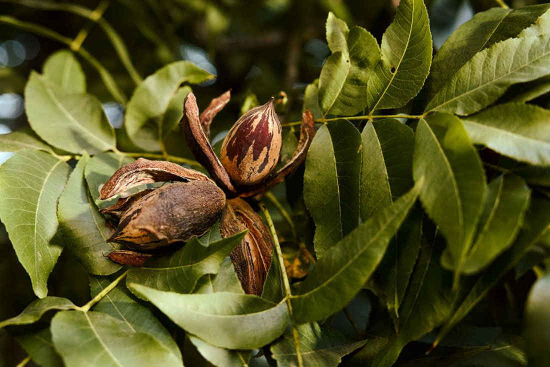 New Research Strengthens the Case for Pecans - Pecan South ...